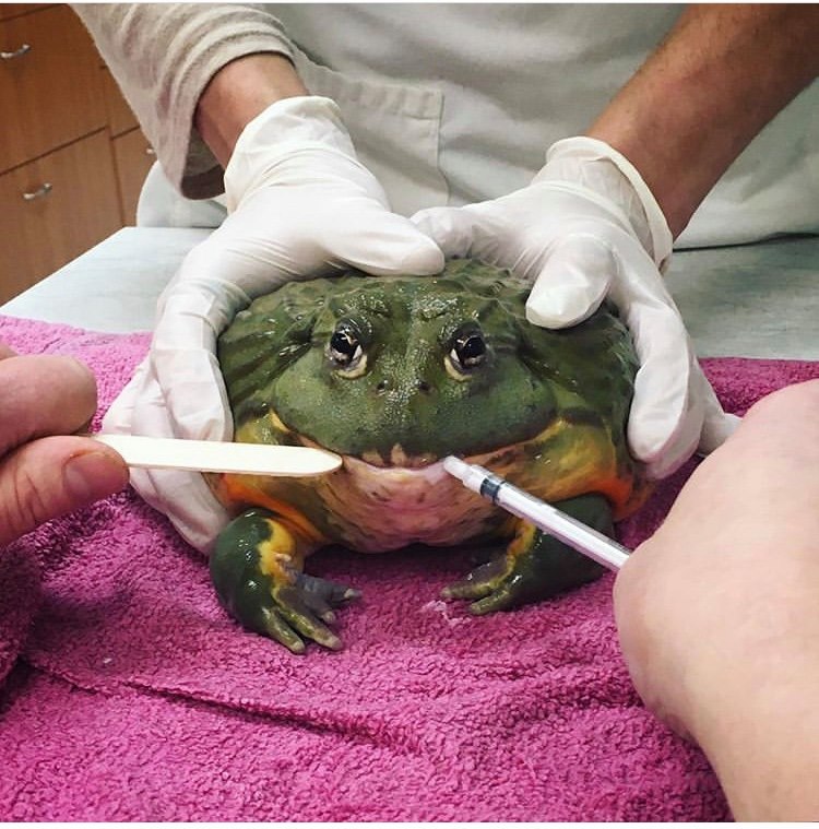 Calgary Avian & Exotic Pet Clinic - Instructional Videos