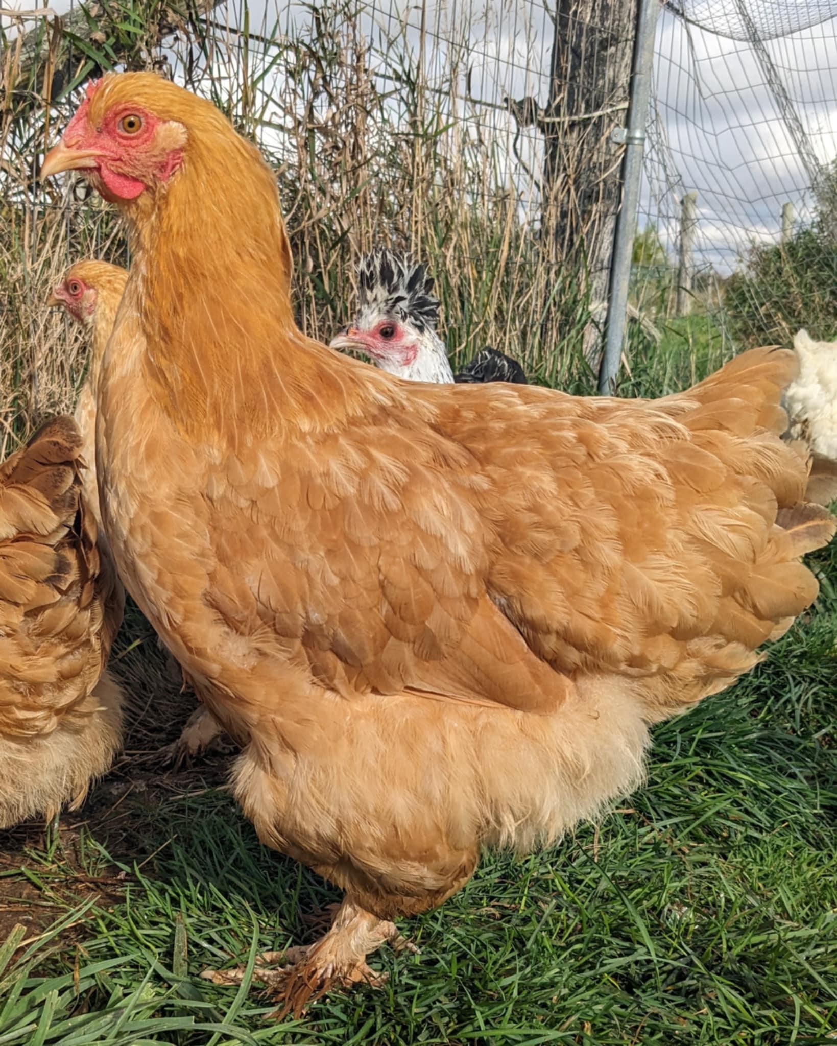 Heritage Poultry